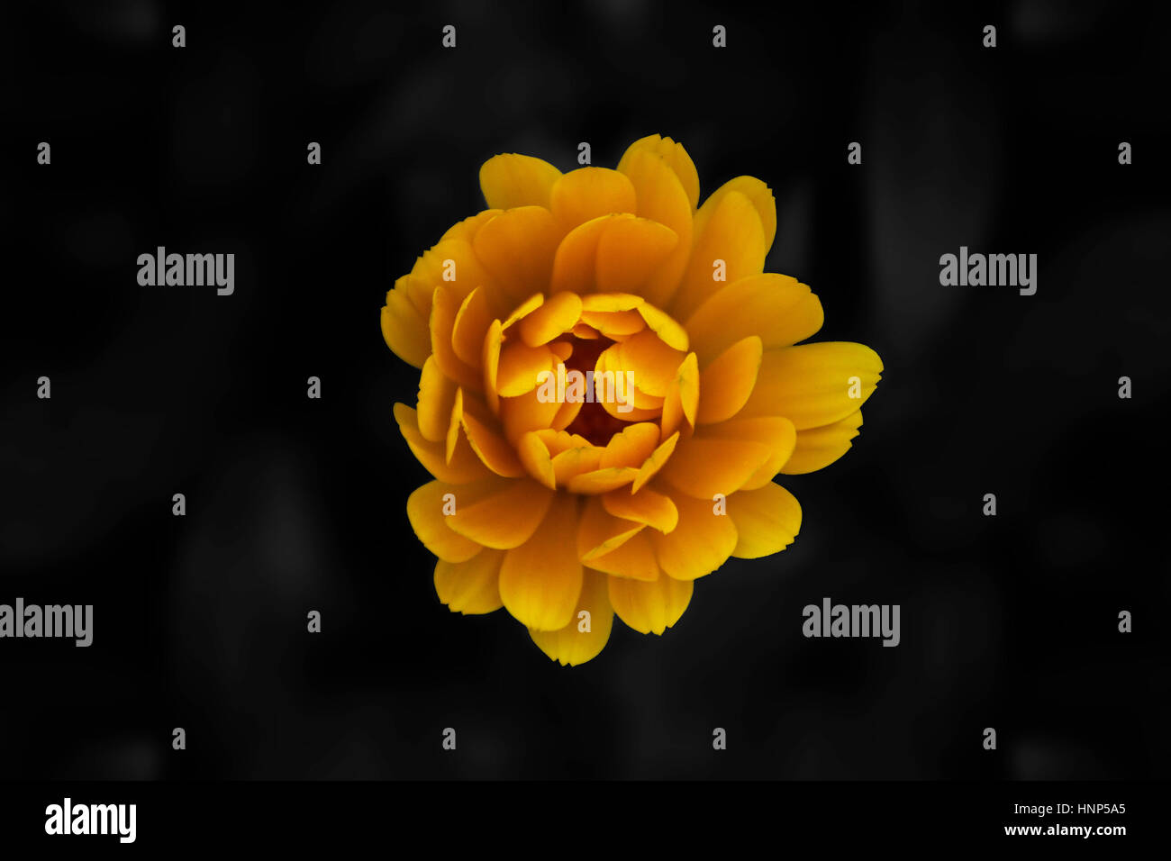 Flowers & Plants of Spring, Summer & Autumn Stock Photo - Alamy