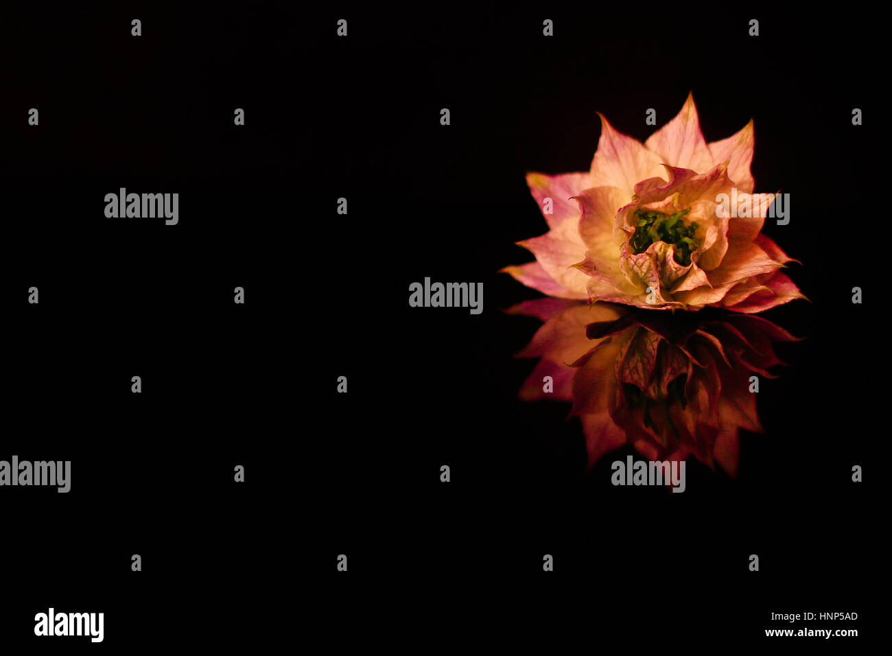 Flowers & Plants of Spring, Summer & Autumn Stock Photo - Alamy