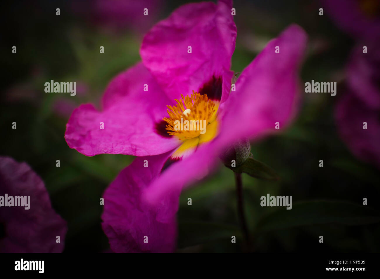 Flowers & Plants of Spring, Summer & Autumn Stock Photo - Alamy
