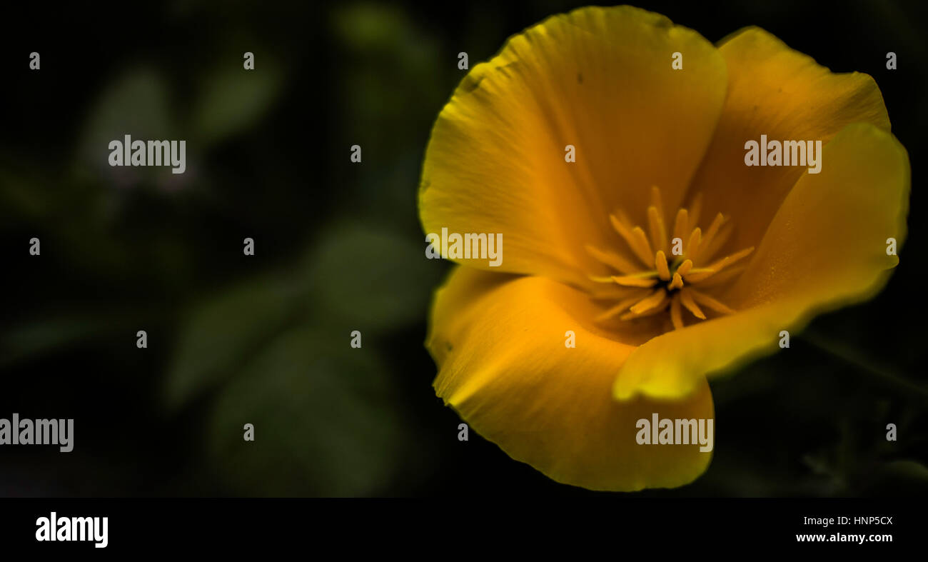 Flowers & Plants of Spring, Summer & Autumn Stock Photo - Alamy
