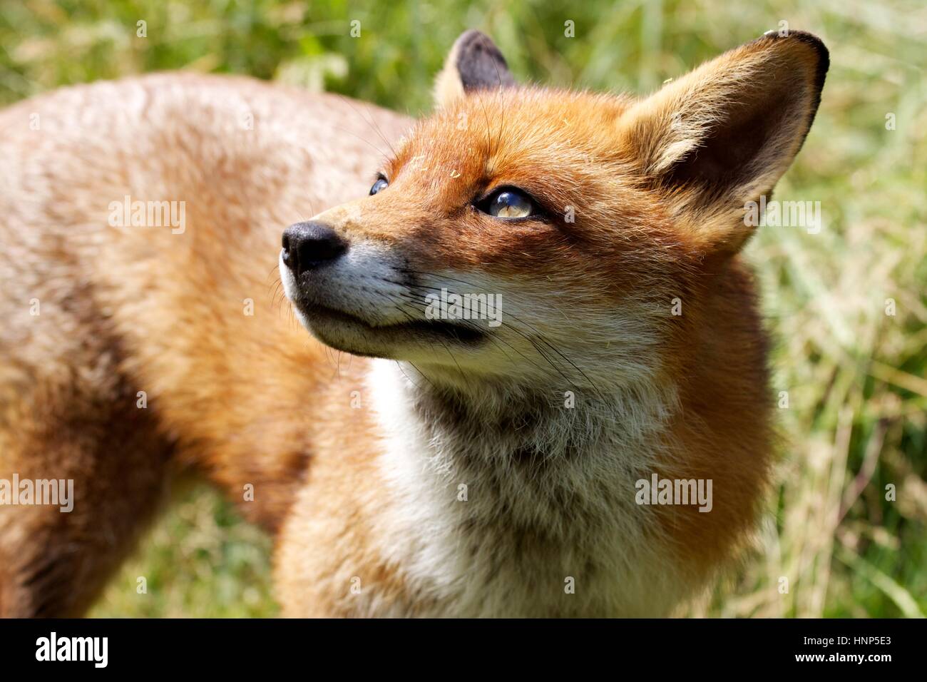 Red fox in the British countryside in the late afternoon sunshine, in ...