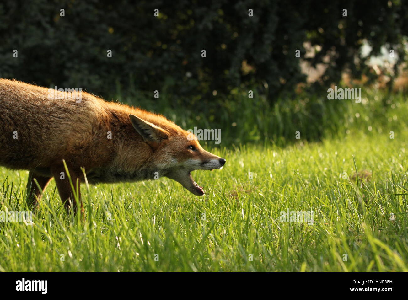 Red fox in the British countryside in the late afternoon sunshine, in ...