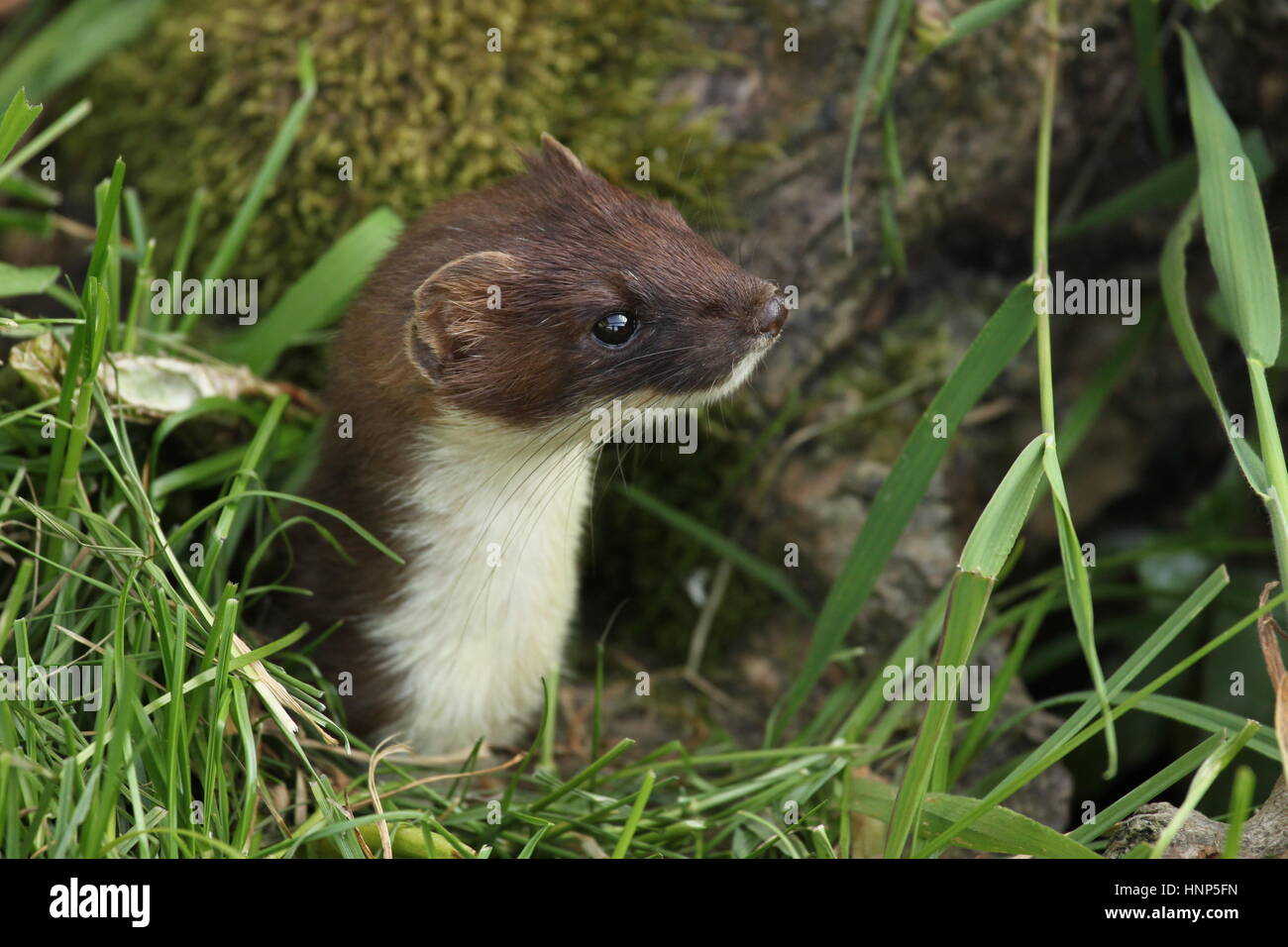 Weasel and stoat hi-res stock photography and images - Alamy