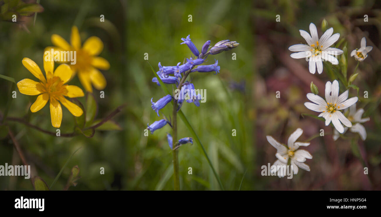 Flowers & Plants of Spring, Summer & Autumn Stock Photo - Alamy