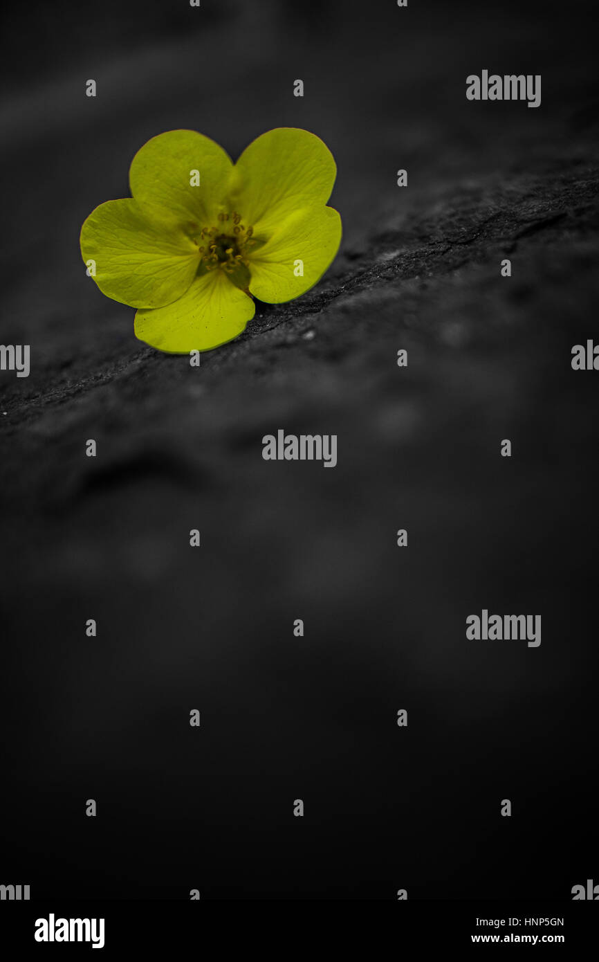 Flowers & Plants of Spring, Summer & Autumn Stock Photo - Alamy
