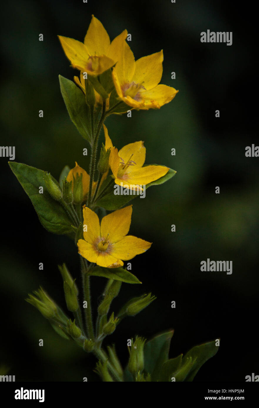 Flowers & Plants of Spring, Summer & Autumn Stock Photo - Alamy