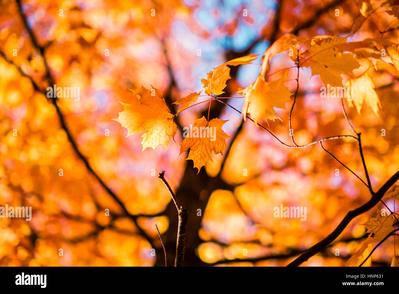 Maple tree canada hi-res stock photography and images - Alamy