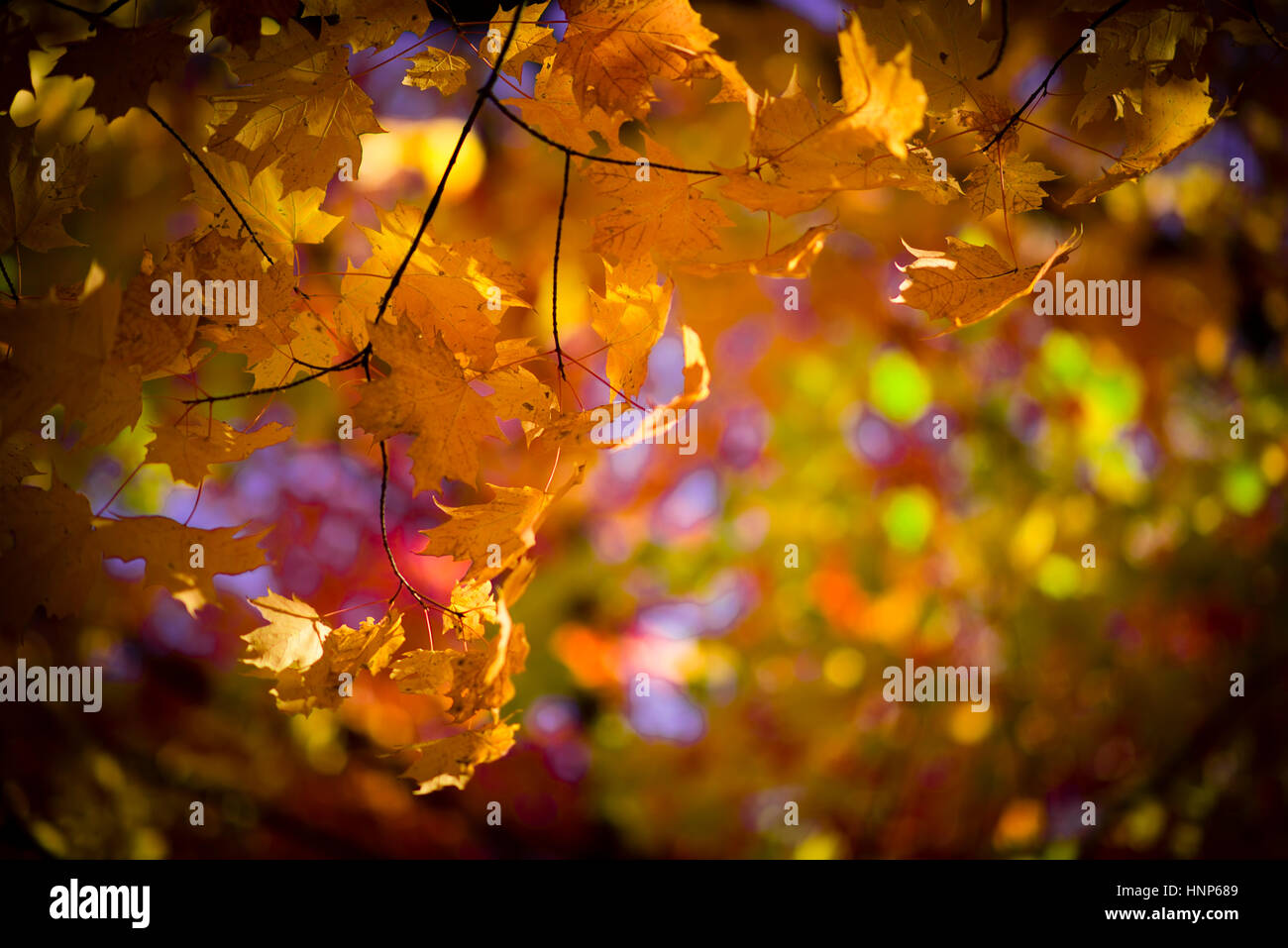 Maple tree on Mount Royal Stock Photo - Alamy