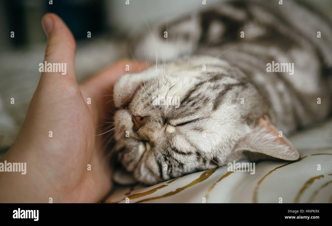 British cat on the bed Stock Photo - Alamy
