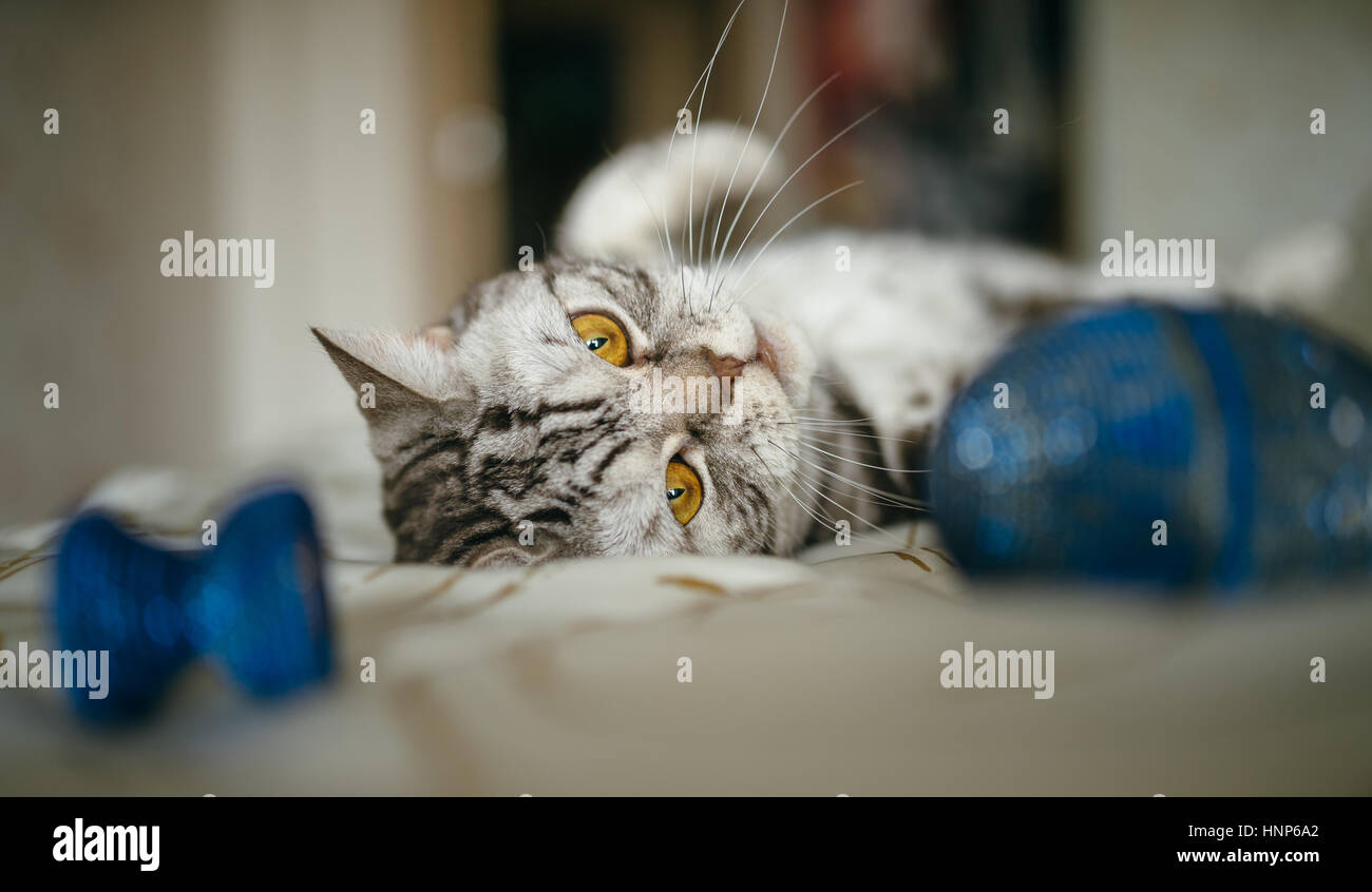 British cat on the bed Stock Photo - Alamy