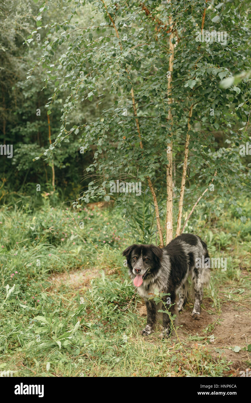 Homeless dog in the woods Stock Photo - Alamy