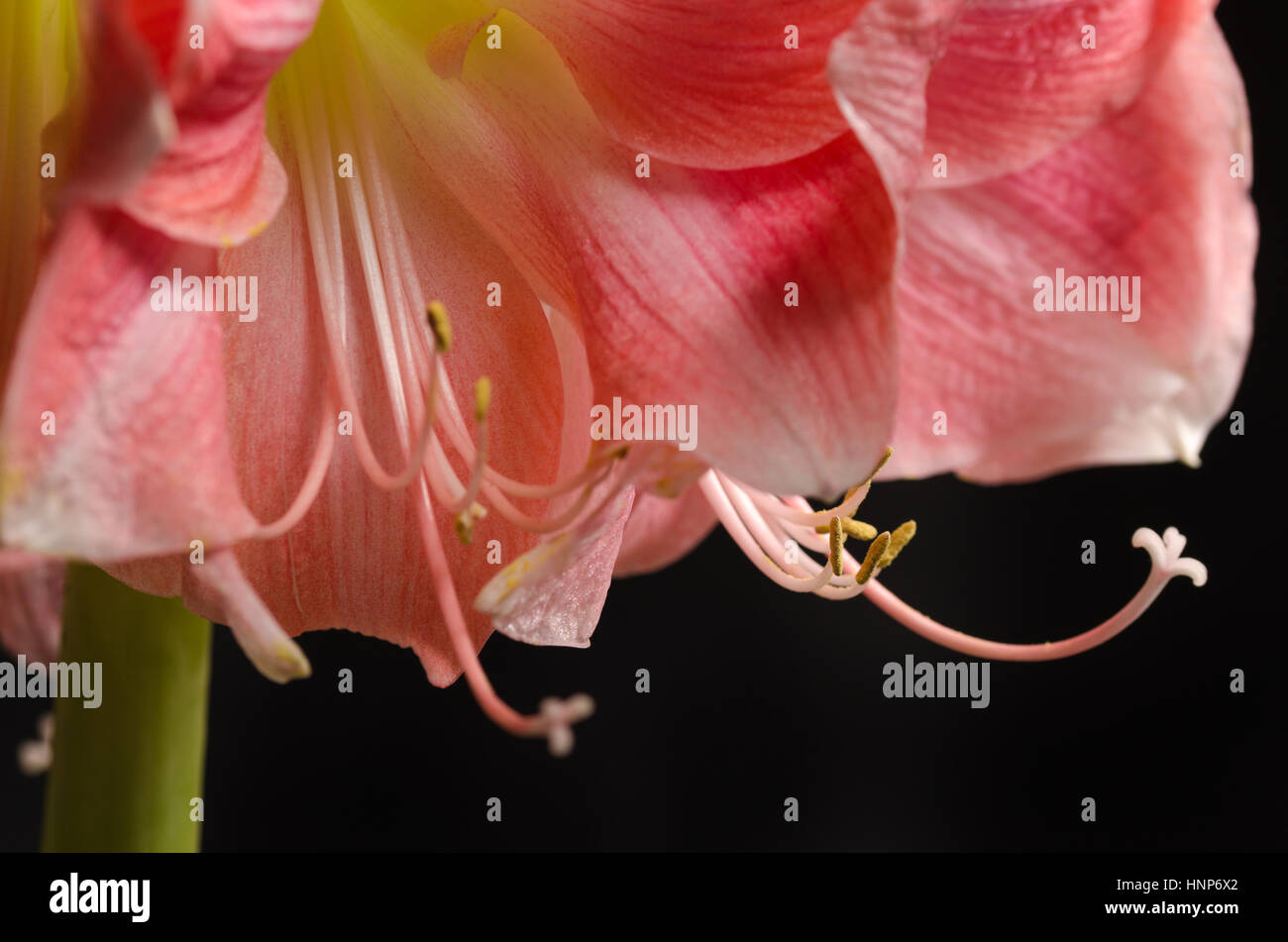 A close up macro photo of a beautiful pink amaryllis flower with stamen ...