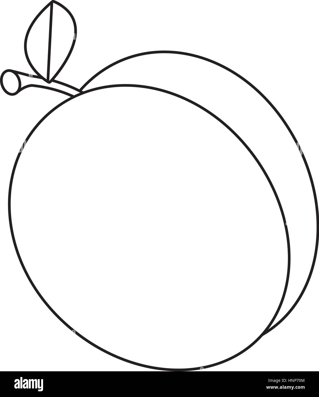 Line drawing fruit Stock Vector Image & Art - Alamy