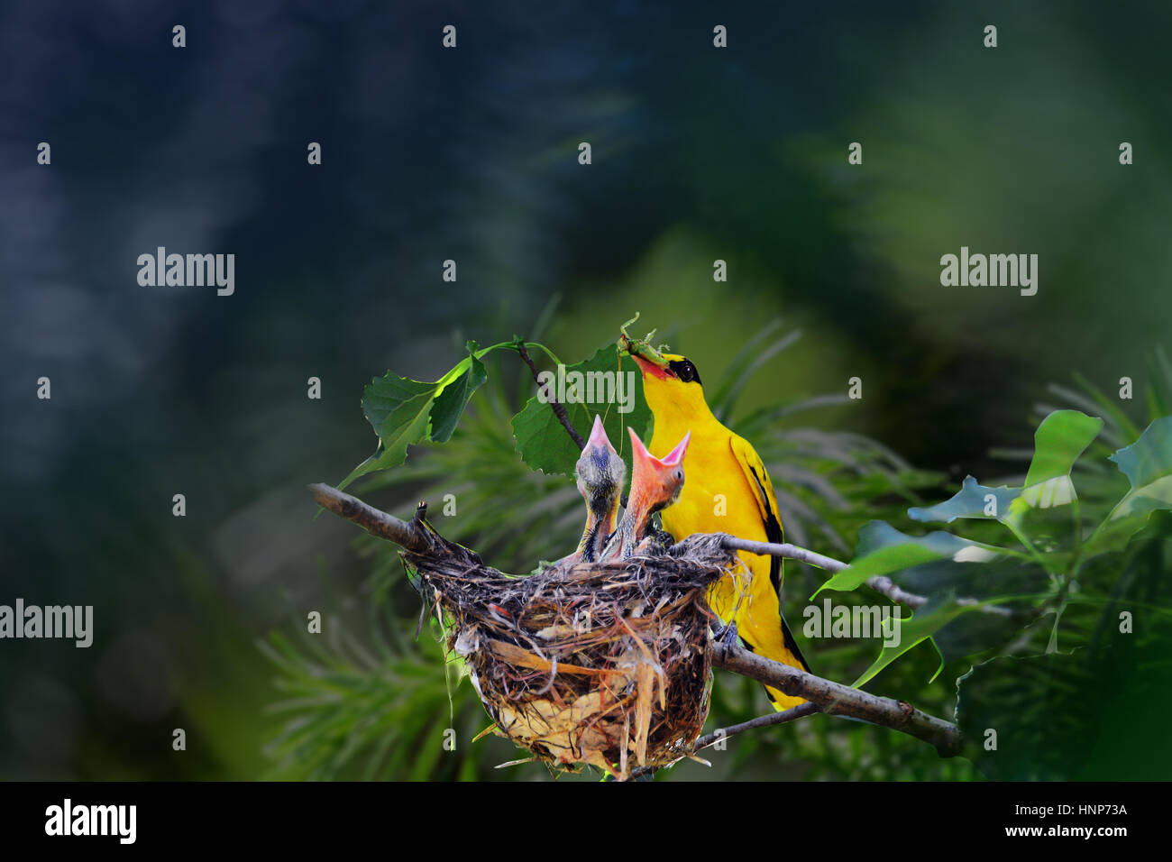 Oriole family hi-res stock photography and images - Alamy