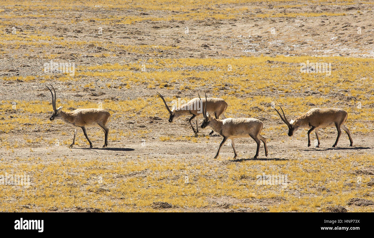 Tibetan Antelope Chiru