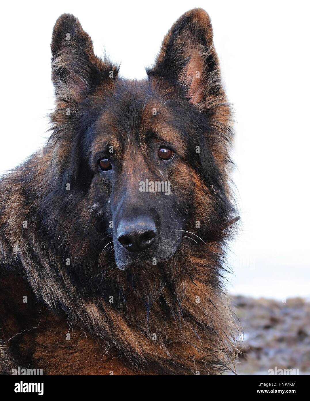 Alsatian Head Stock Photos & Alsatian Head Stock Images - Alamy