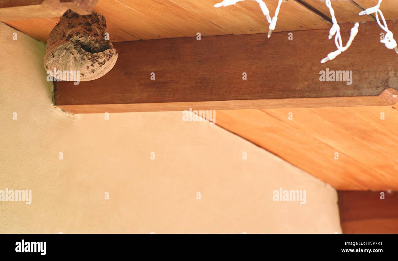 Dangerous bee insects building nest in wooden roof house Stock Photo ...