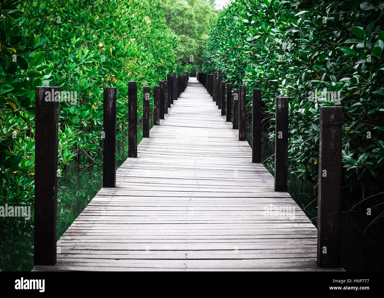 Wooden walk way in green forest Stock Photo - Alamy