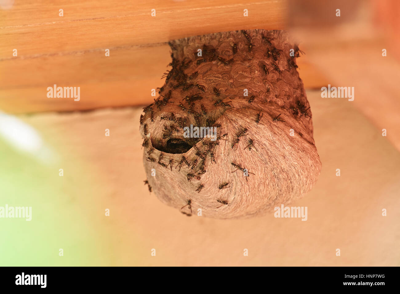Wooden insect house on hi-res stock photography and images - Alamy