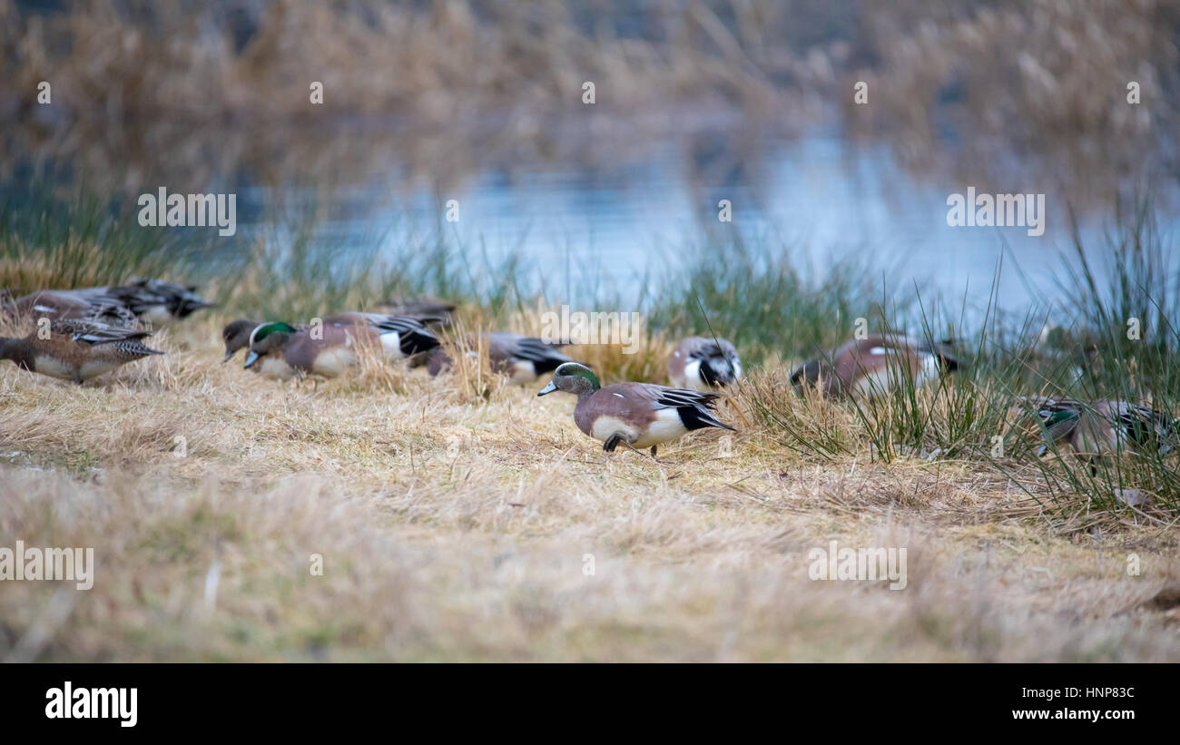 American wigeon flock hi-res stock photography and images - Alamy