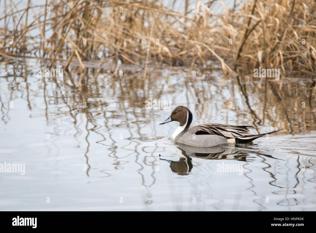 Pintail drake hi-res stock photography and images - Alamy