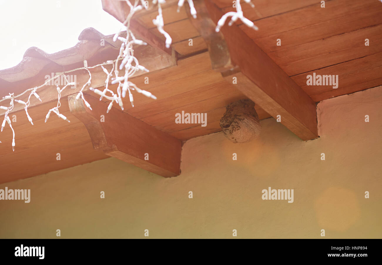 Round wasp nest on roof of modern house close up Stock Photo - Alamy