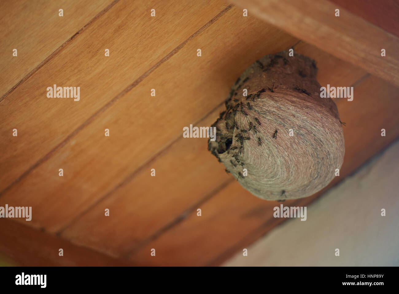 Dangerous nest of wasps under house wooden roof Stock Photo - Alamy