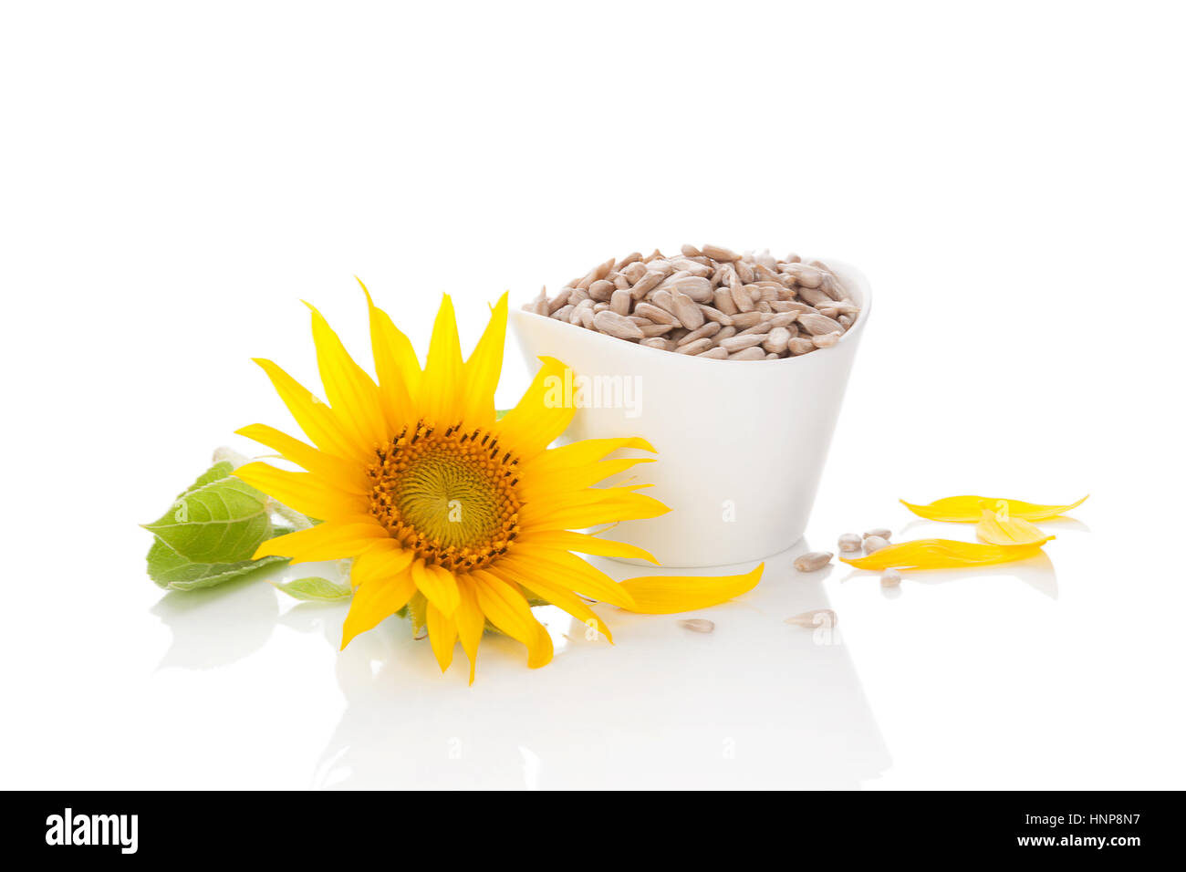 Sunflower seeds and bloom isolated on white background Stock Photo - Alamy