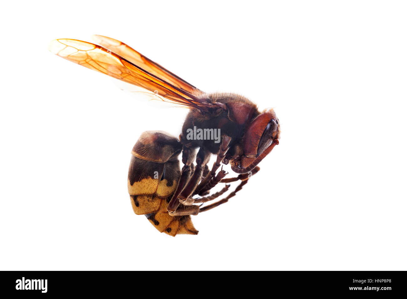 Hornet side view isolated on white background Stock Photo - Alamy