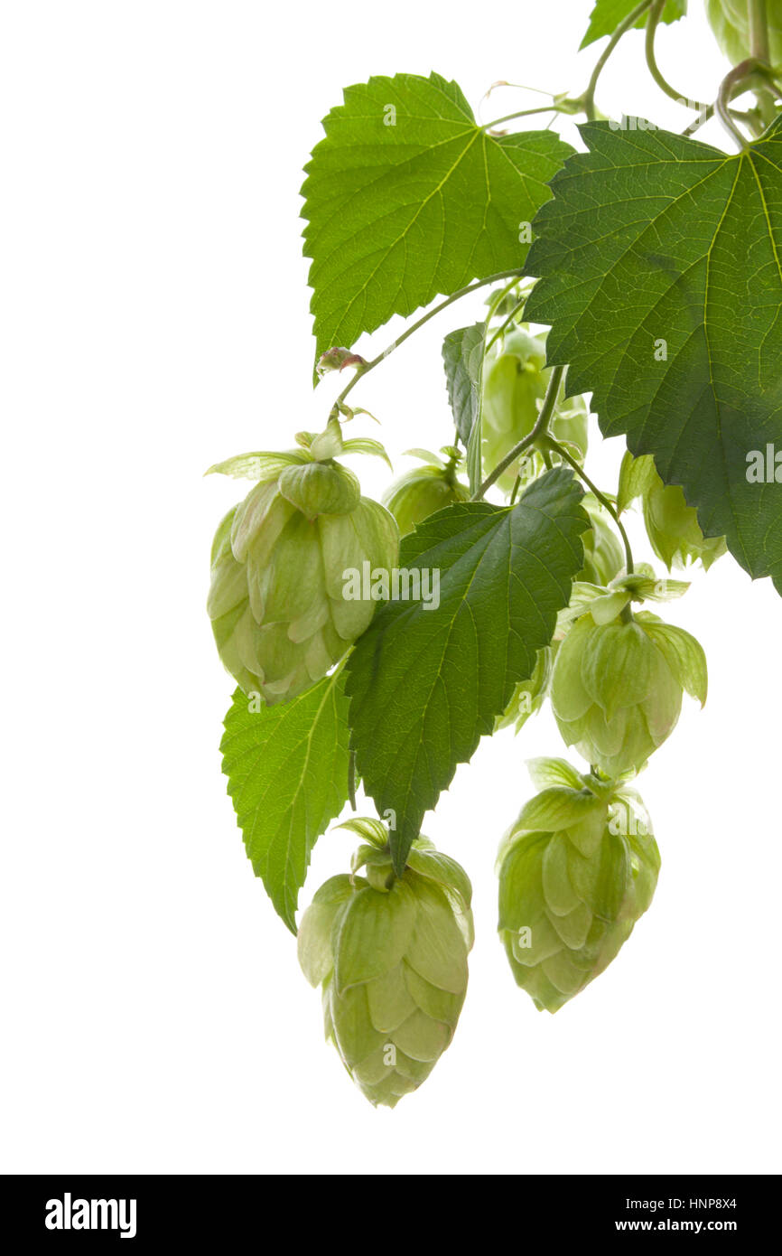 Hop isolated on white background Stock Photo - Alamy