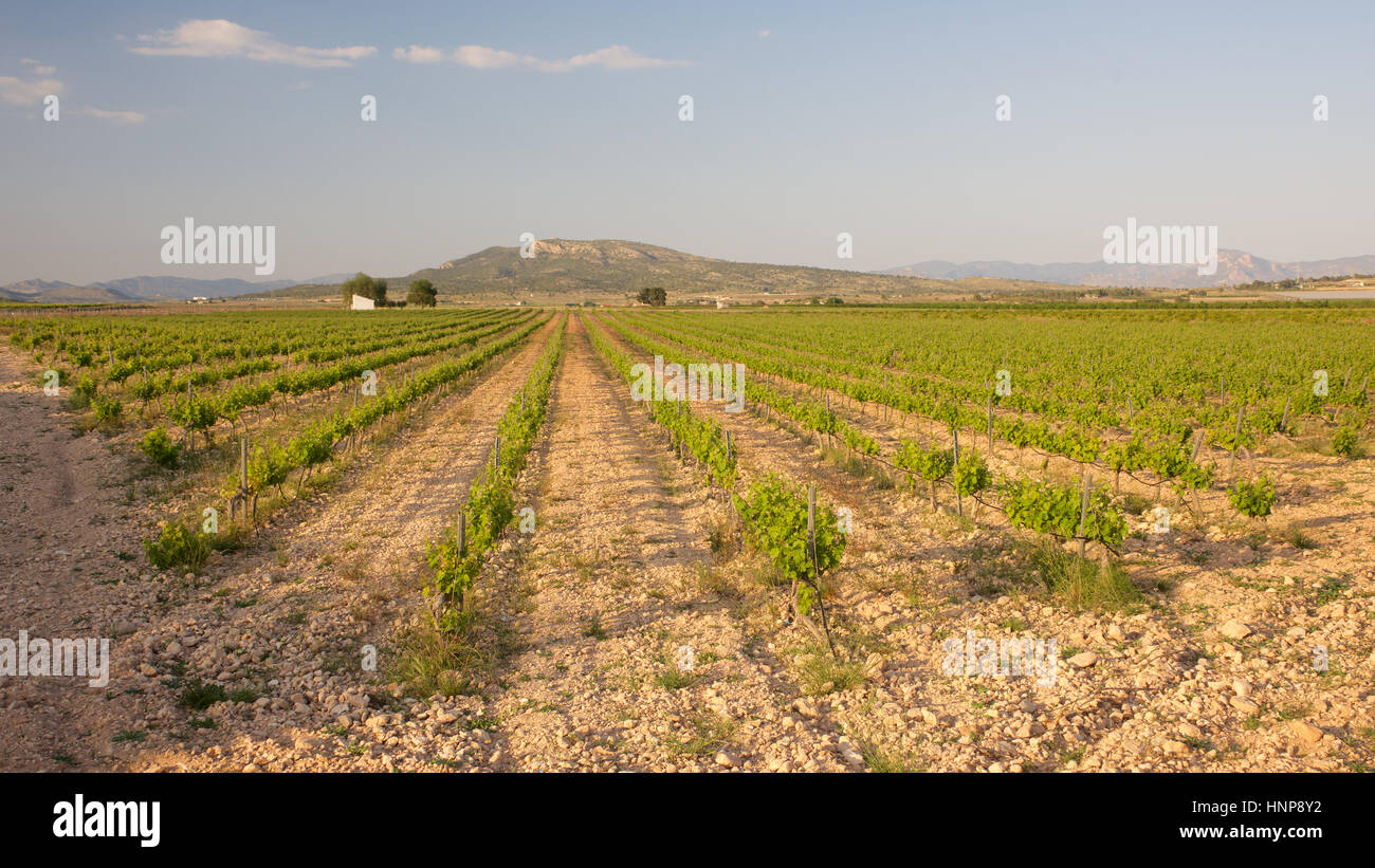 Agriculture near Pinoso, Alicante, Spain Stock Photo - Alamy