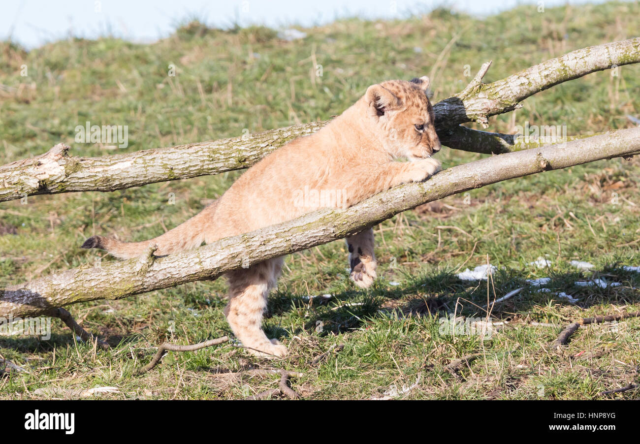 Lion snow africa hi-res stock photography and images - Alamy