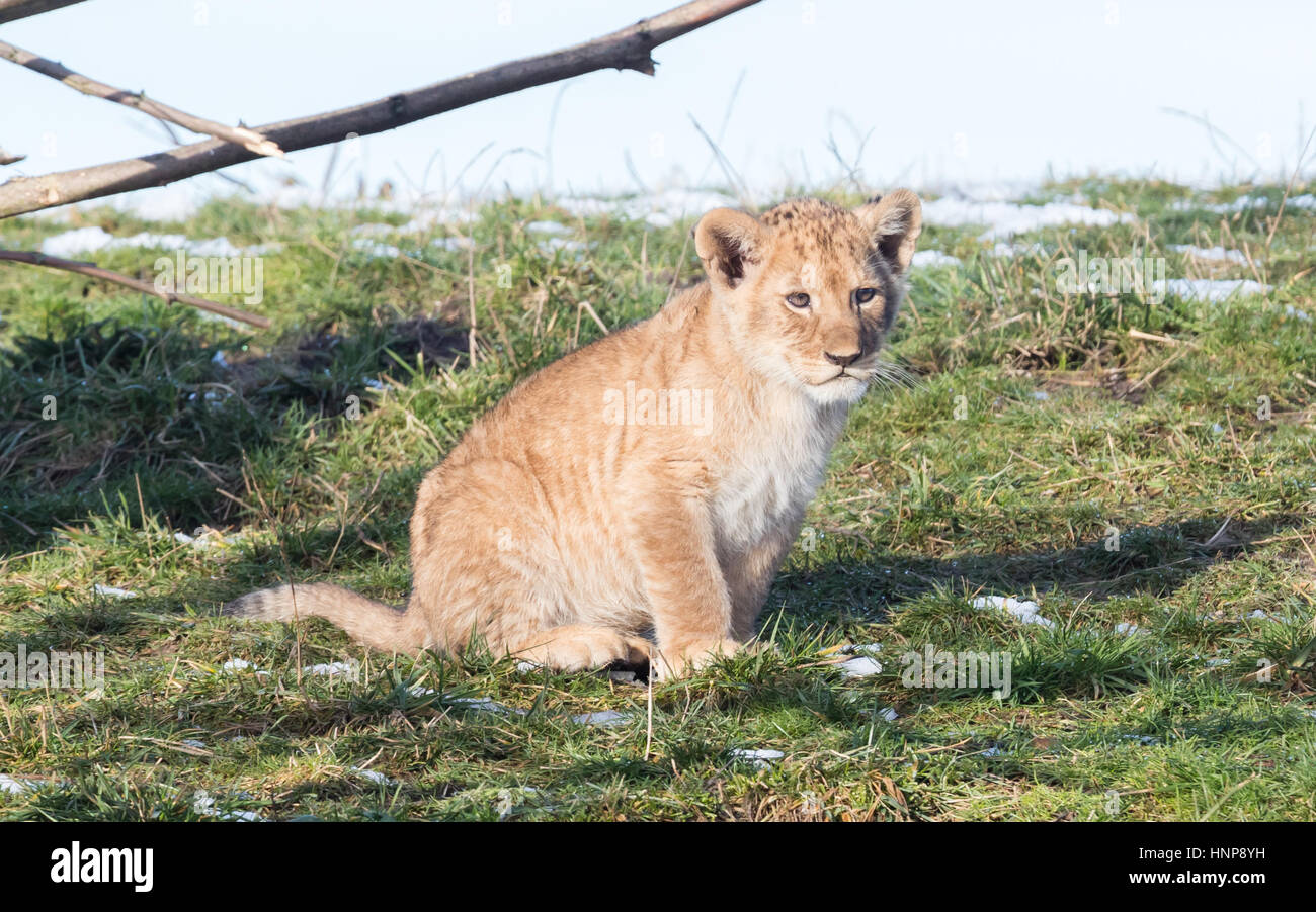 Lion cub exploring it's surroundings in the winter Stock Photo - Alamy