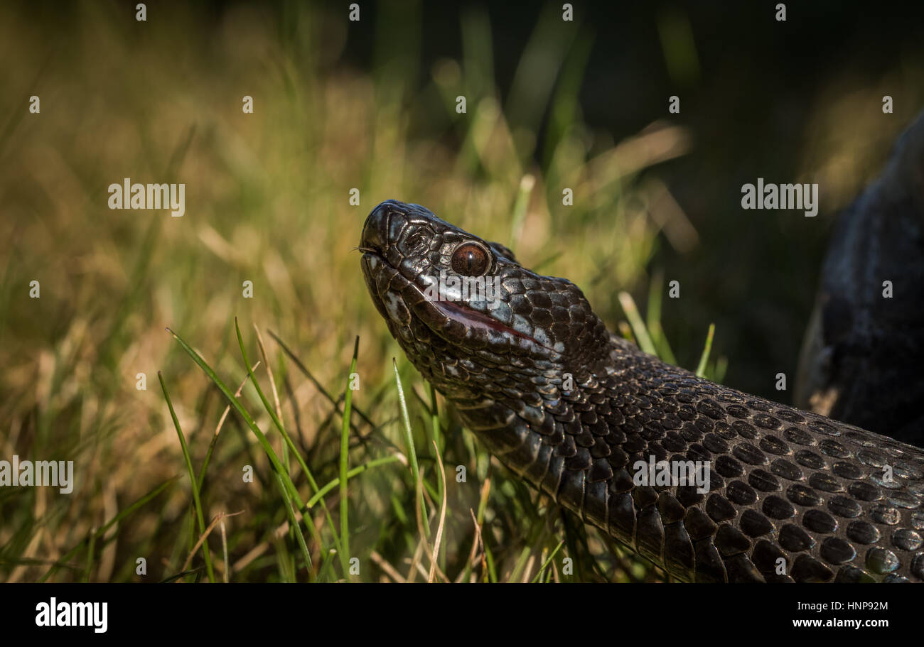Black European adder - Vipera berus -is a common venomous snake in ...