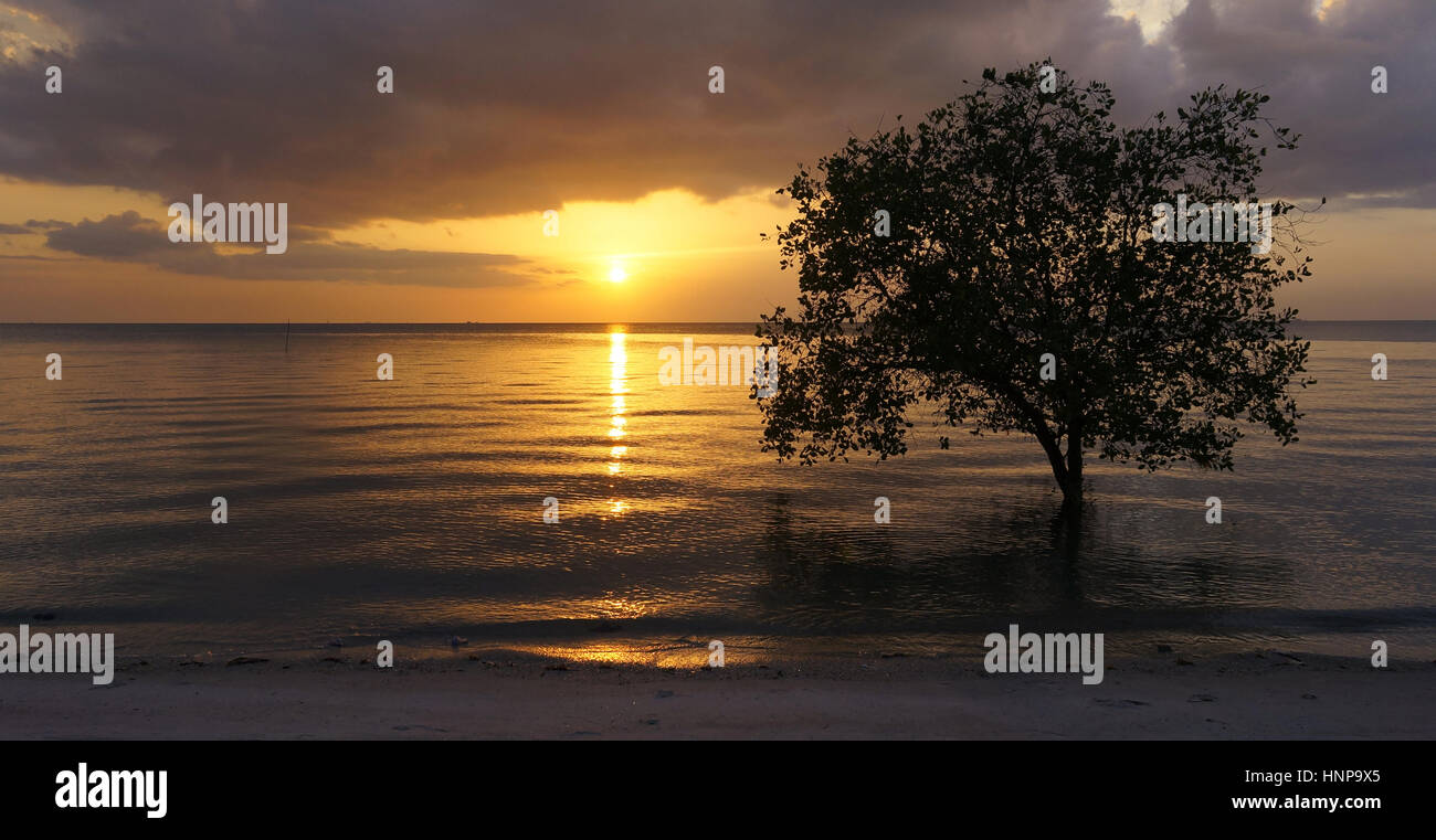 Tree in the ocean during tide on the beach at sunset Stock Photo - Alamy