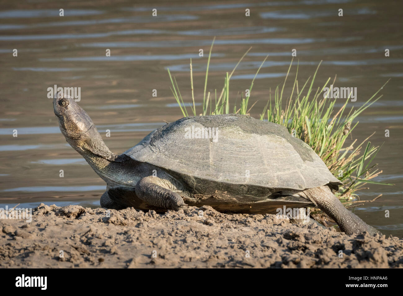 African Helmeted Turtle