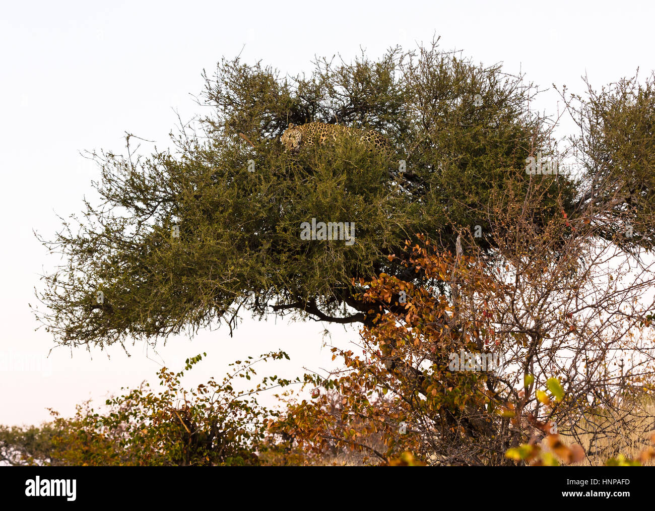 Leopard (Panthera pardus) sleeping in tree, Mashatu Game Reserve, Tuli ...