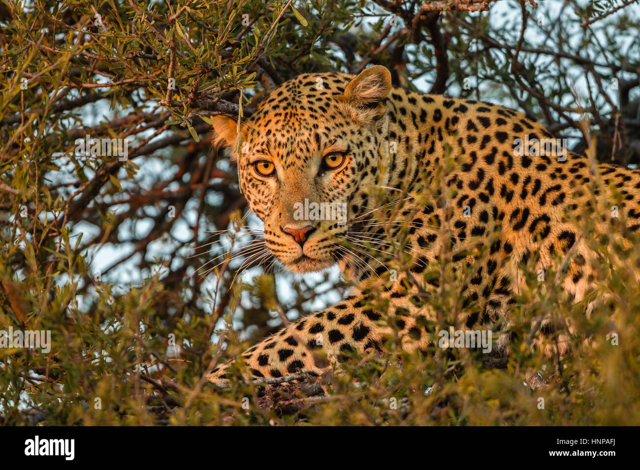 Leopard (Panthera pardus) in tree, Mashatu Game Reserve, Tuli Block ...