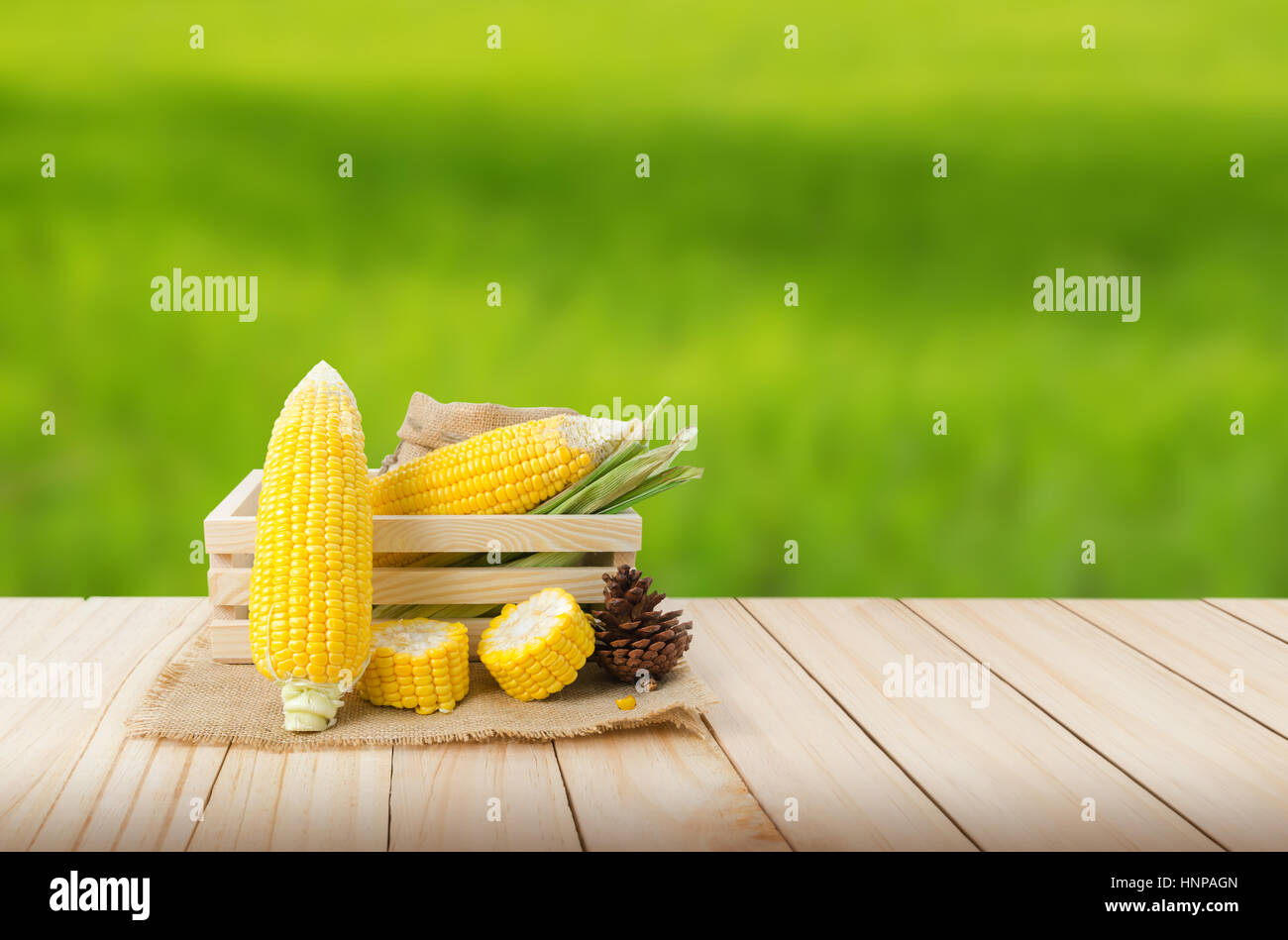 Close up fresh nature corn on hemp sack and wood box on wood floor and ...