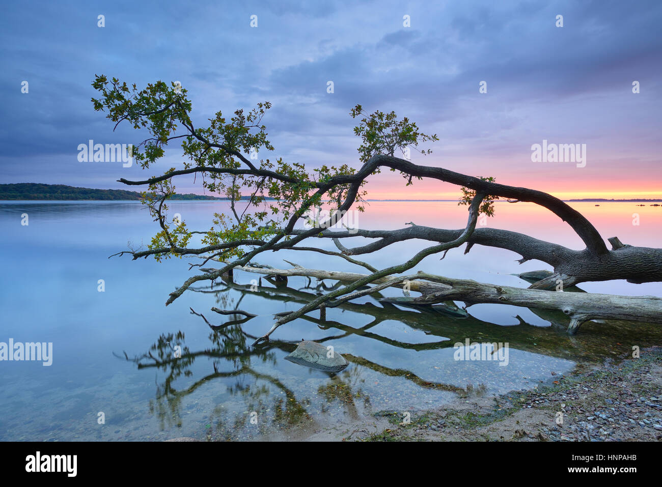 Single Oak Tree Near Water