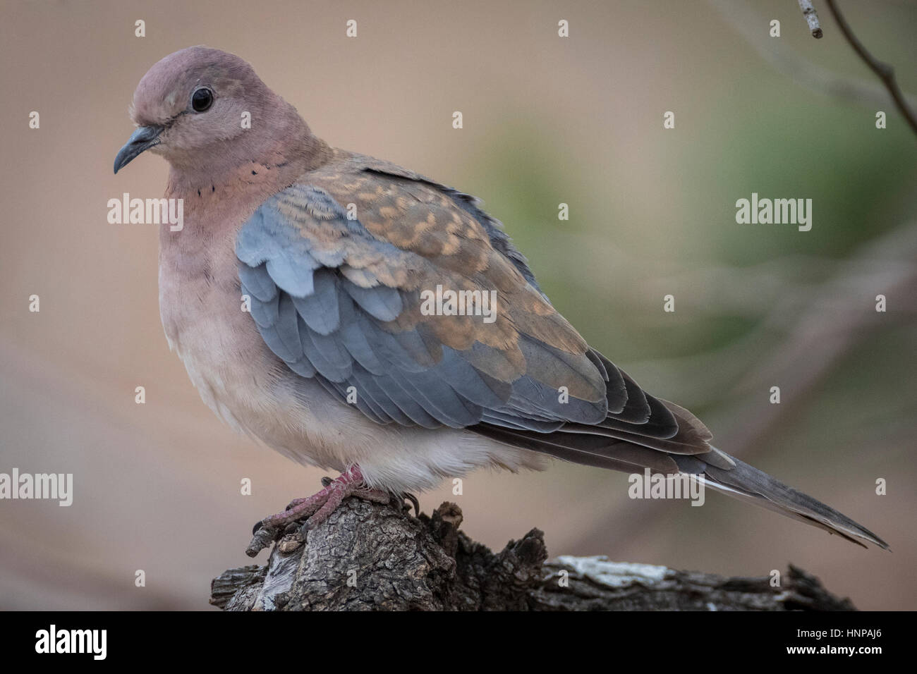 Laughing dove (Streptopelia senegalensis), Kruger National Park, South ...