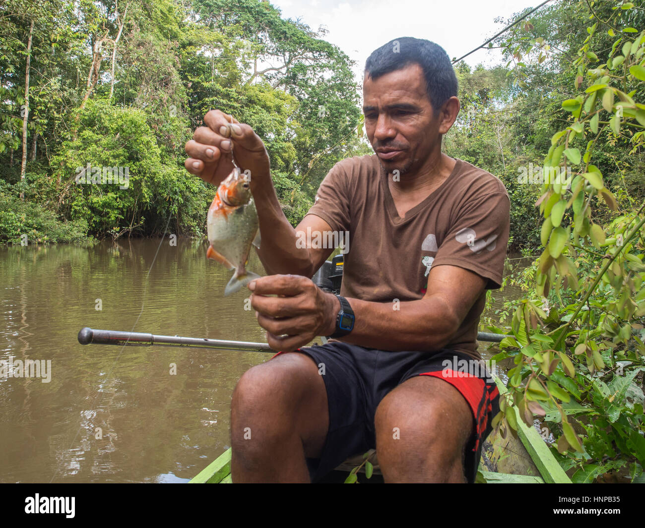 Amazon River Piranha Fish