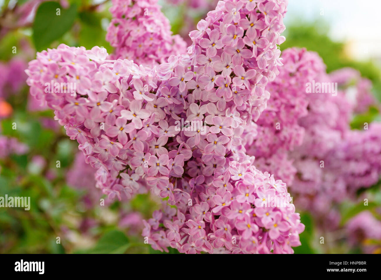 Pink lilac flowers Stock Photo - Alamy