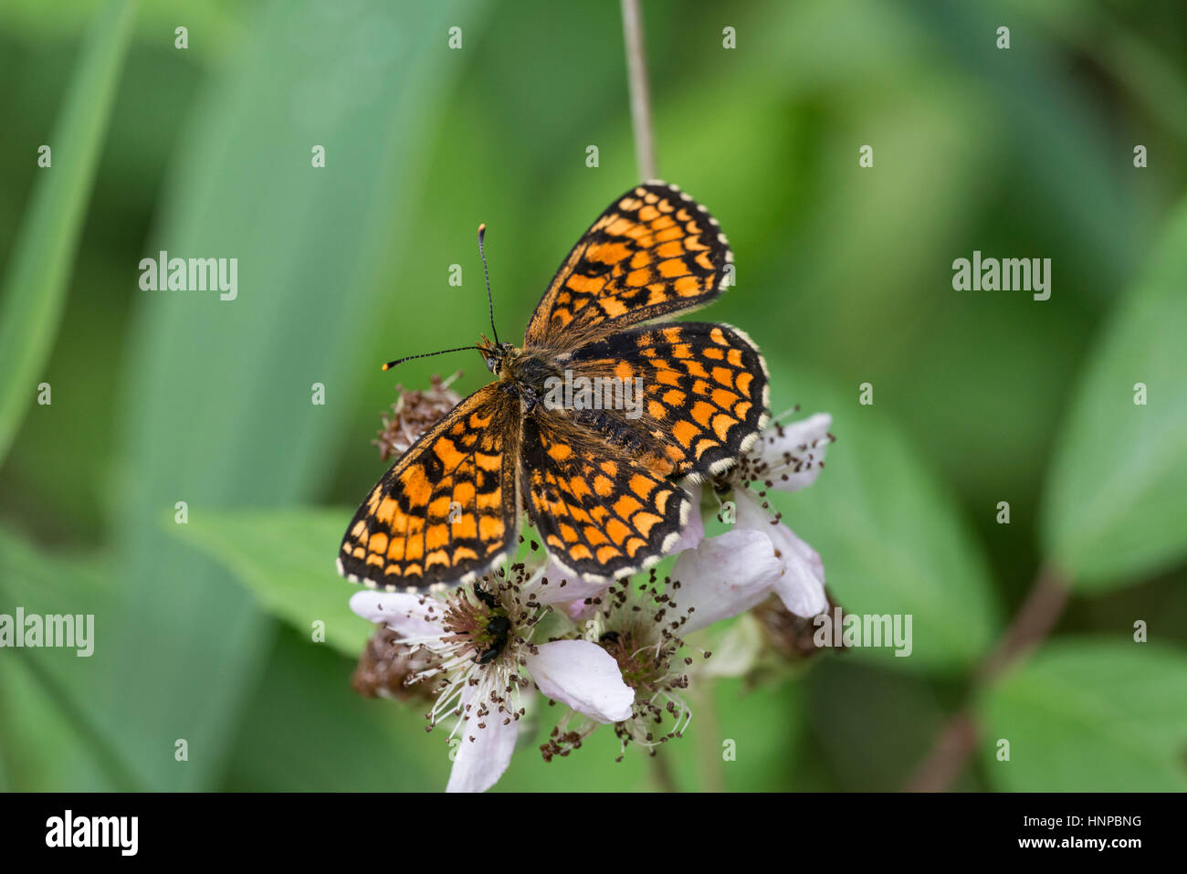 Heath Fritillary butterfly (Mellicta athalia), on blackberry flower ...