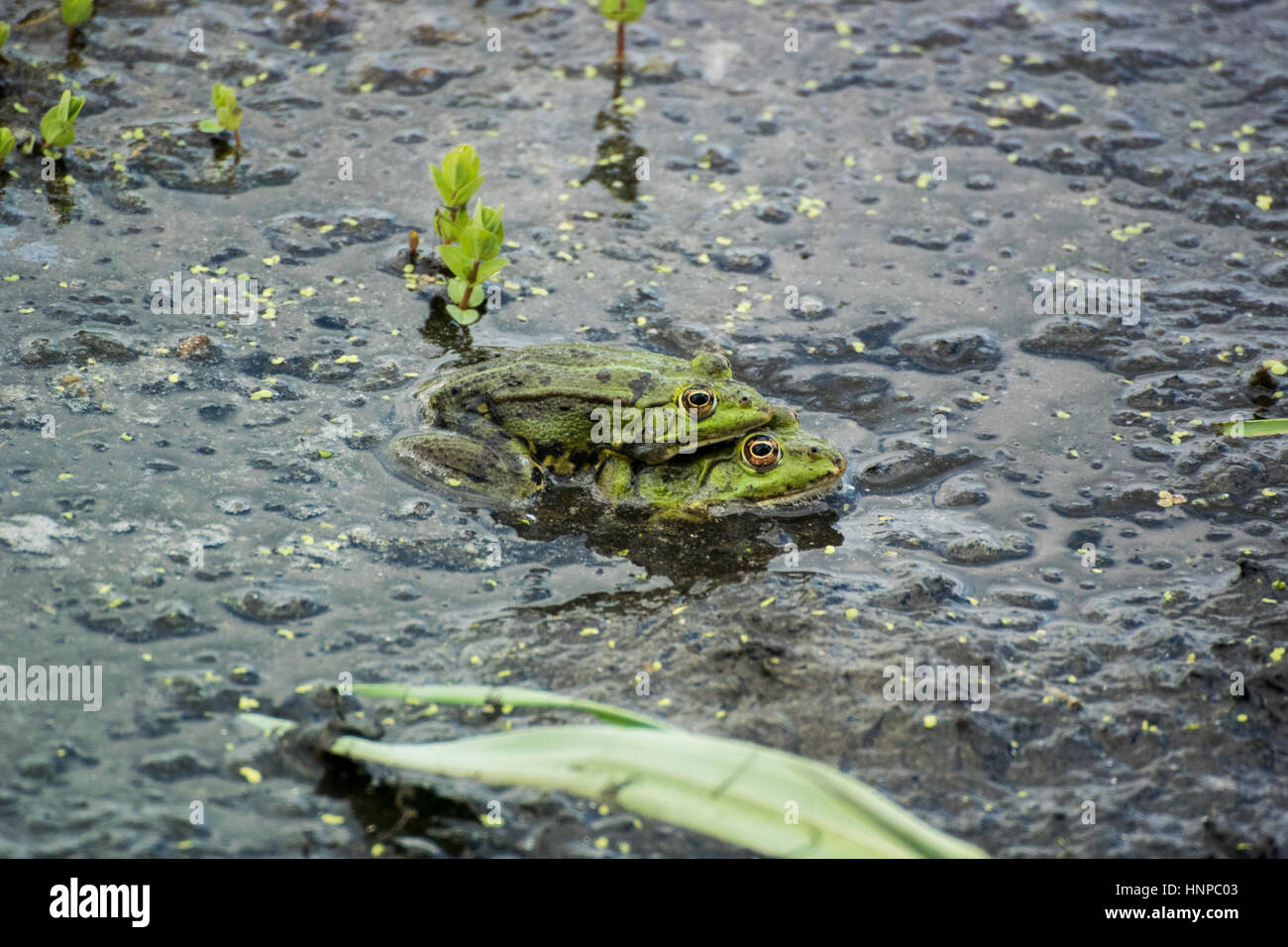 Marsh Frog (Pelophylax ridibundus), formally Rana ridibundus Stock ...