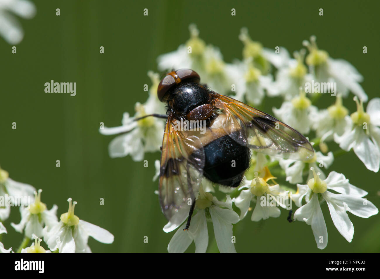Great Pied Hoverfly (Volucella pellucens), on Hogweed Stock Photo - Alamy