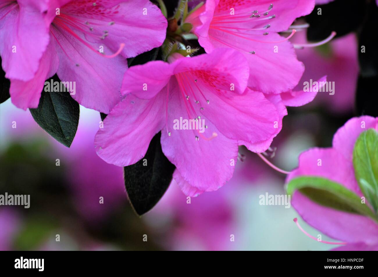Azalea blooming on a branch Stock Photo - Alamy