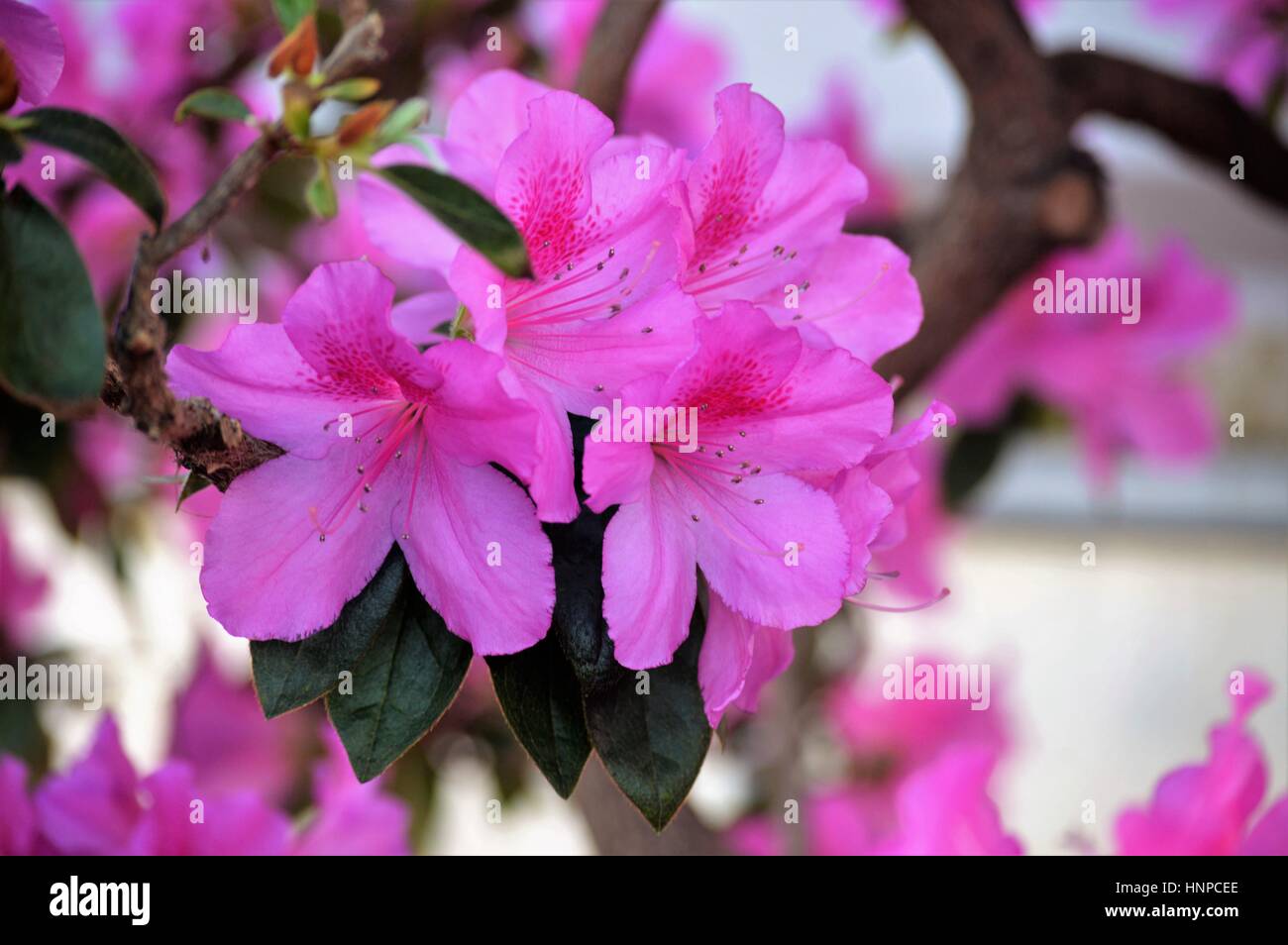 Azalea blooming on a branch Stock Photo - Alamy
