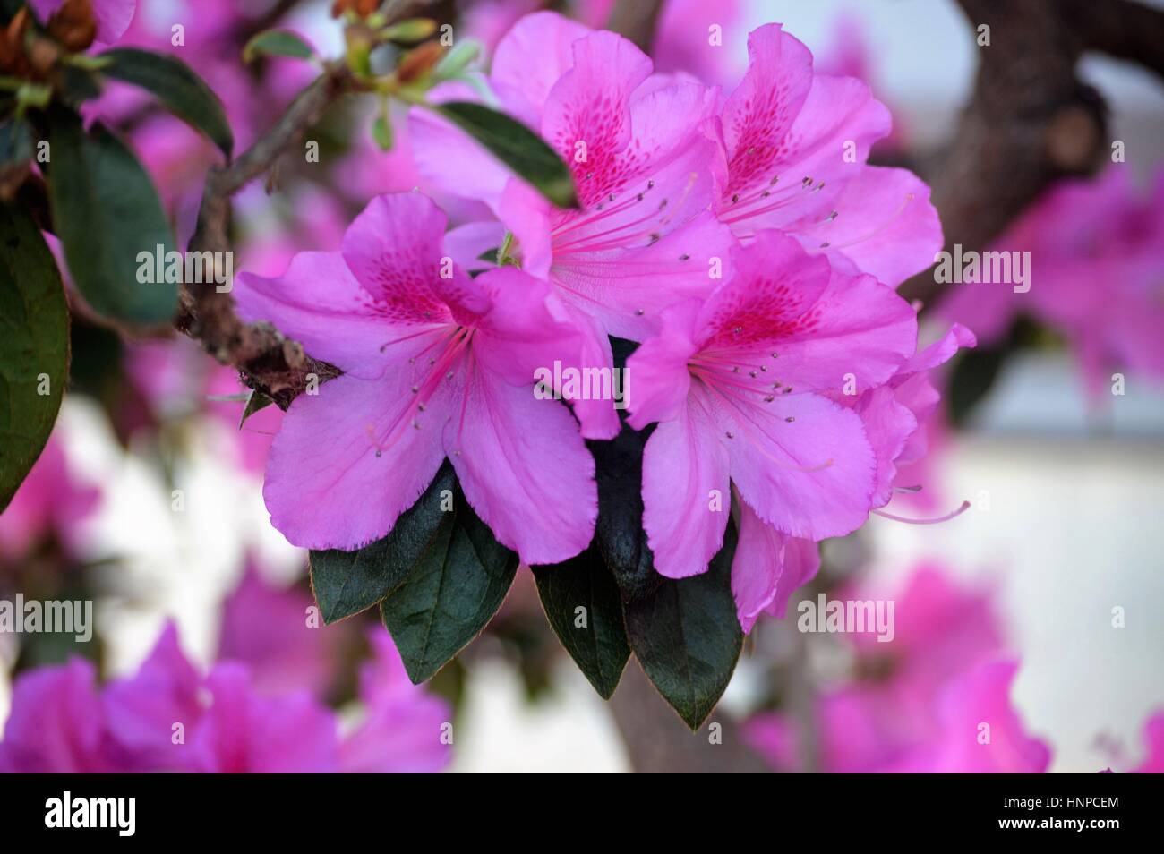 Azalea blooming on a branch Stock Photo - Alamy