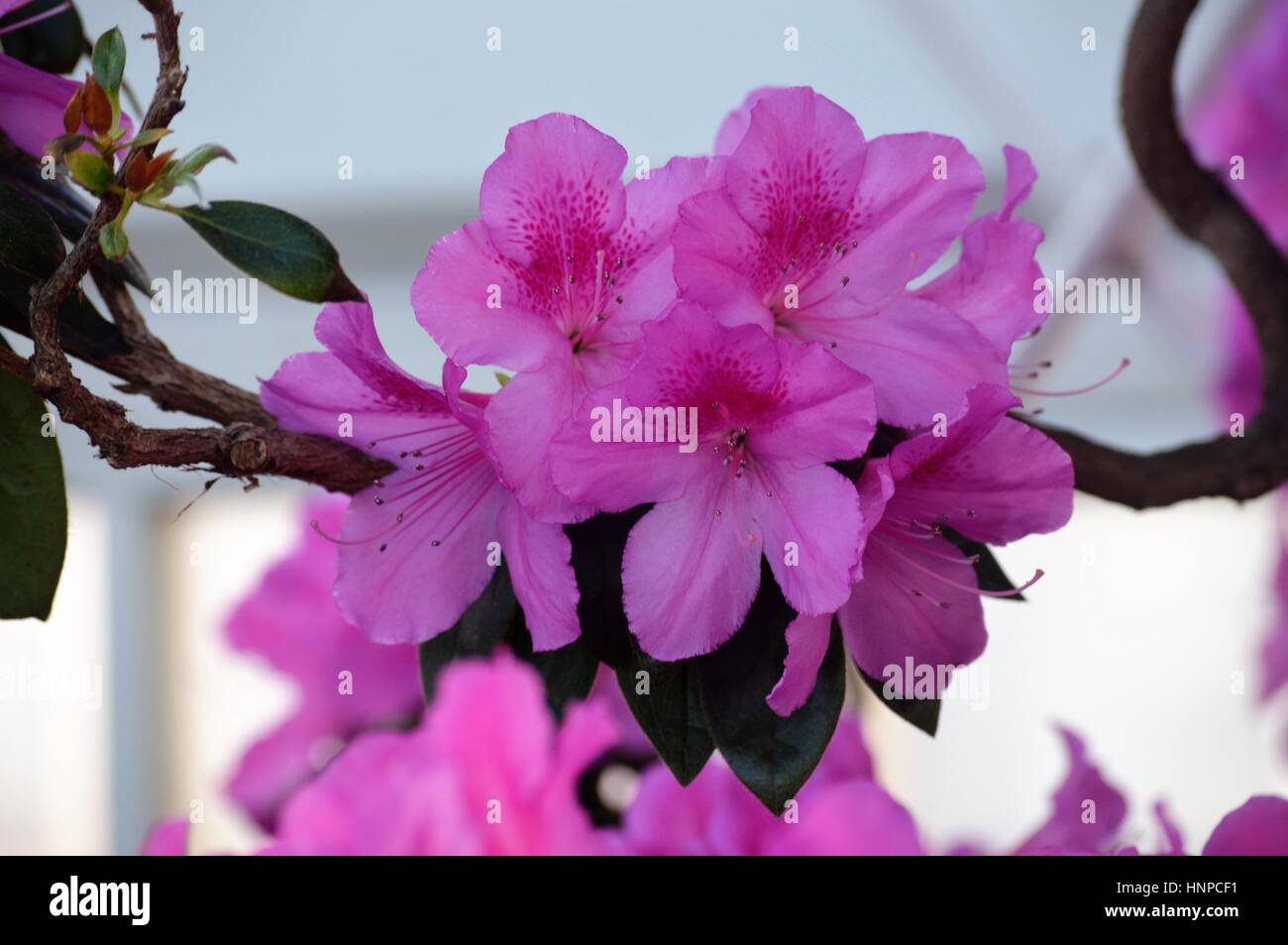 Azalea blooming on a branch Stock Photo - Alamy